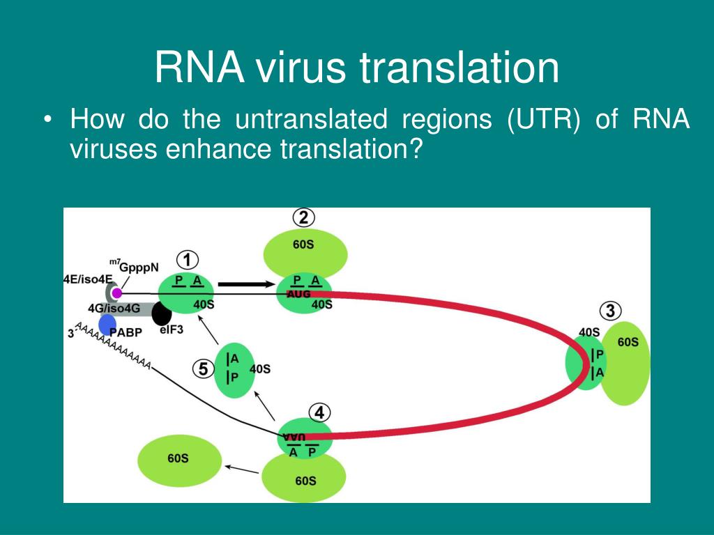 PPT - The Role of the 3’ UTR of Dulcamara mottle virus RNA in ...
