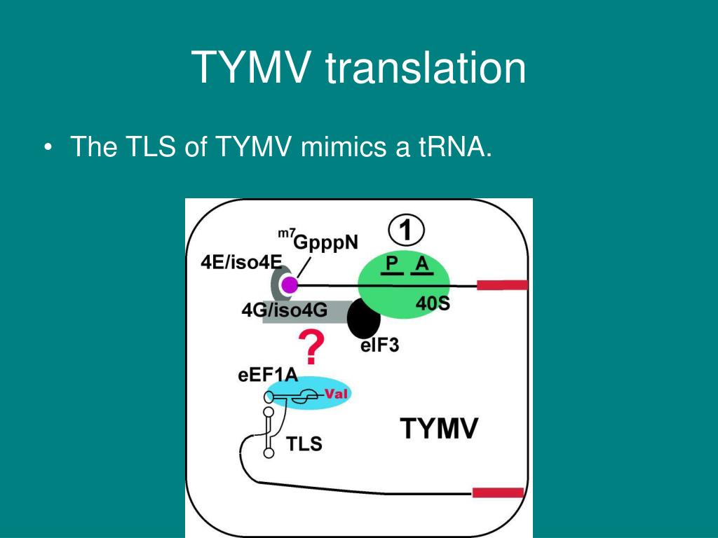 PPT - The Role of the 3’ UTR of Dulcamara mottle virus RNA in ...
