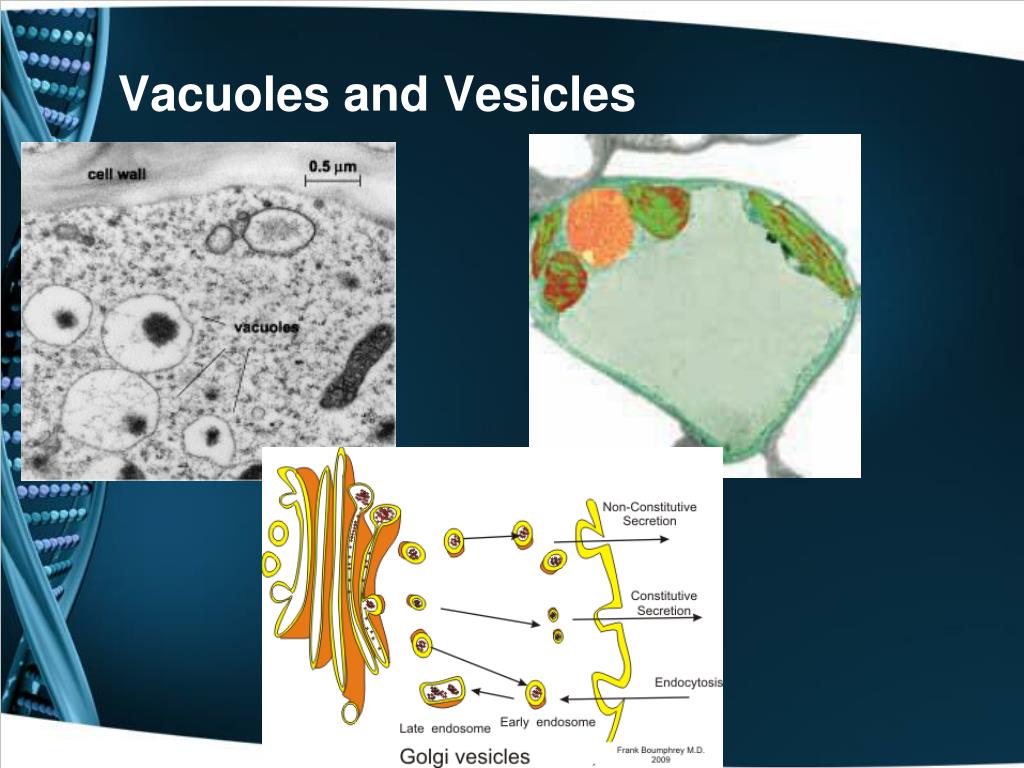 PPT - Plant and Animal Cells 2 PowerPoint Presentation, free download ...