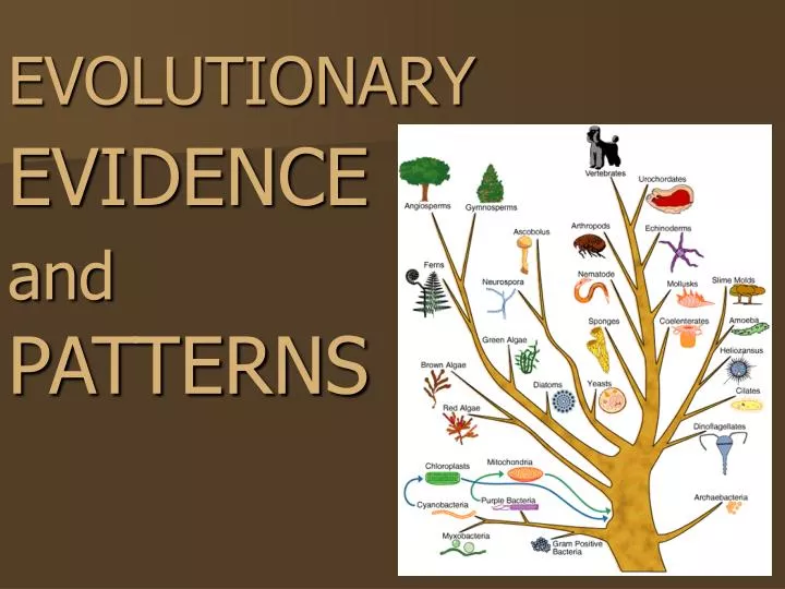 PPT - EVOLUTIONARY PowerPoint Presentation, free download - ID:2974865