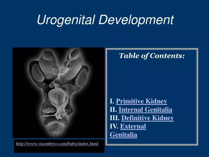 PPT - Urogenital Development PowerPoint Presentation, free download ...