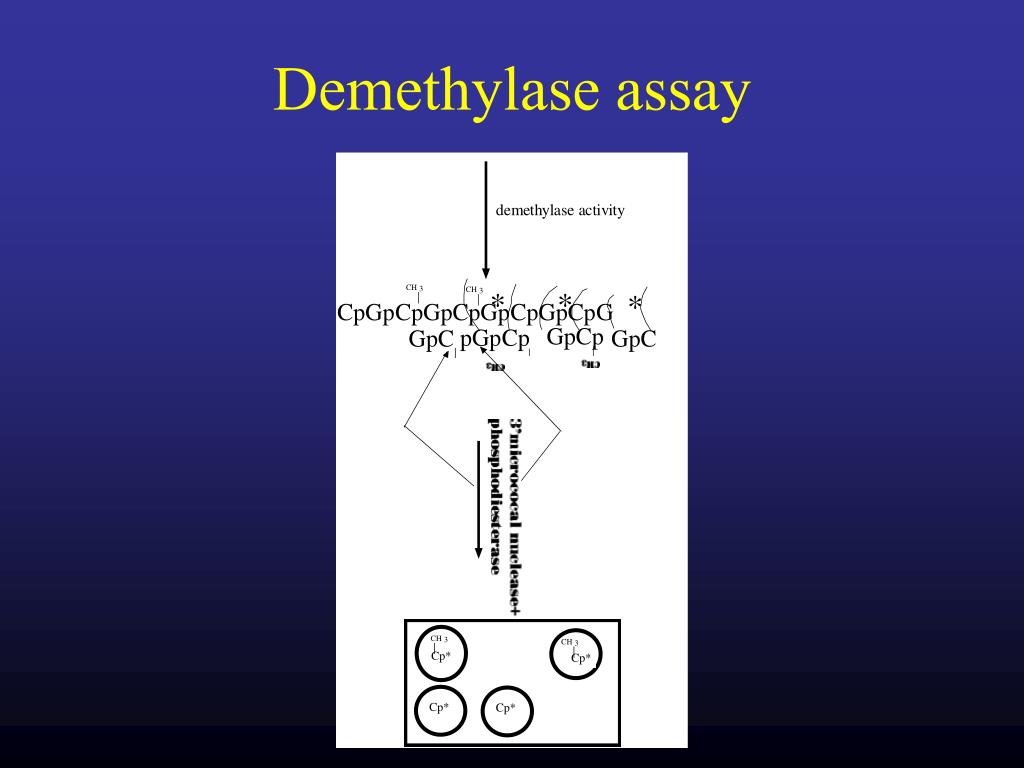 PPT - The bilateral interrelationship between chromatin and DNA ...