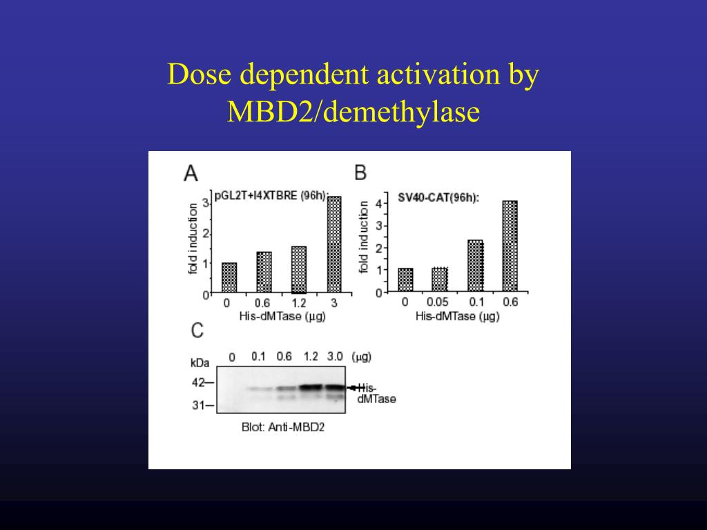 PPT - The bilateral interrelationship between chromatin and DNA ...