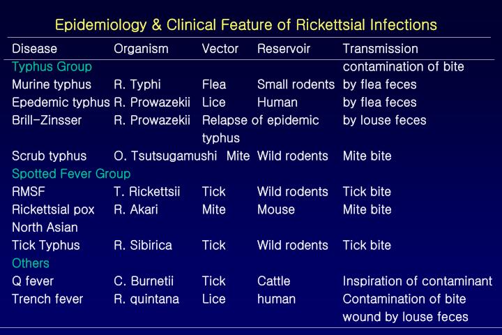 PPT - Rickettsial infection PowerPoint Presentation - ID:2975634