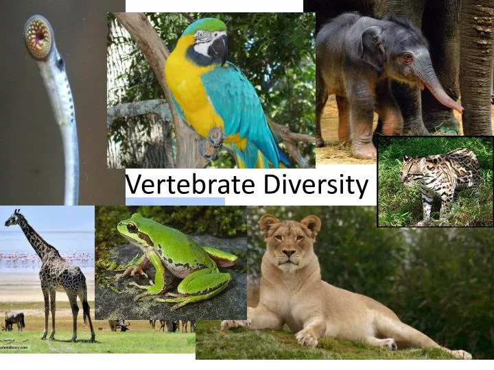 PPT - Vertebrate Diversity PowerPoint Presentation, free download - ID ...