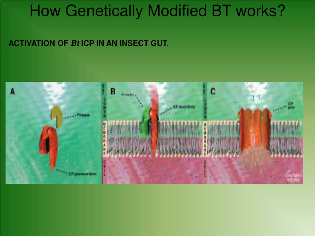 PPT - Bacteria, Biofilm, and Bio-pesticide BT ( B acillus T ...
