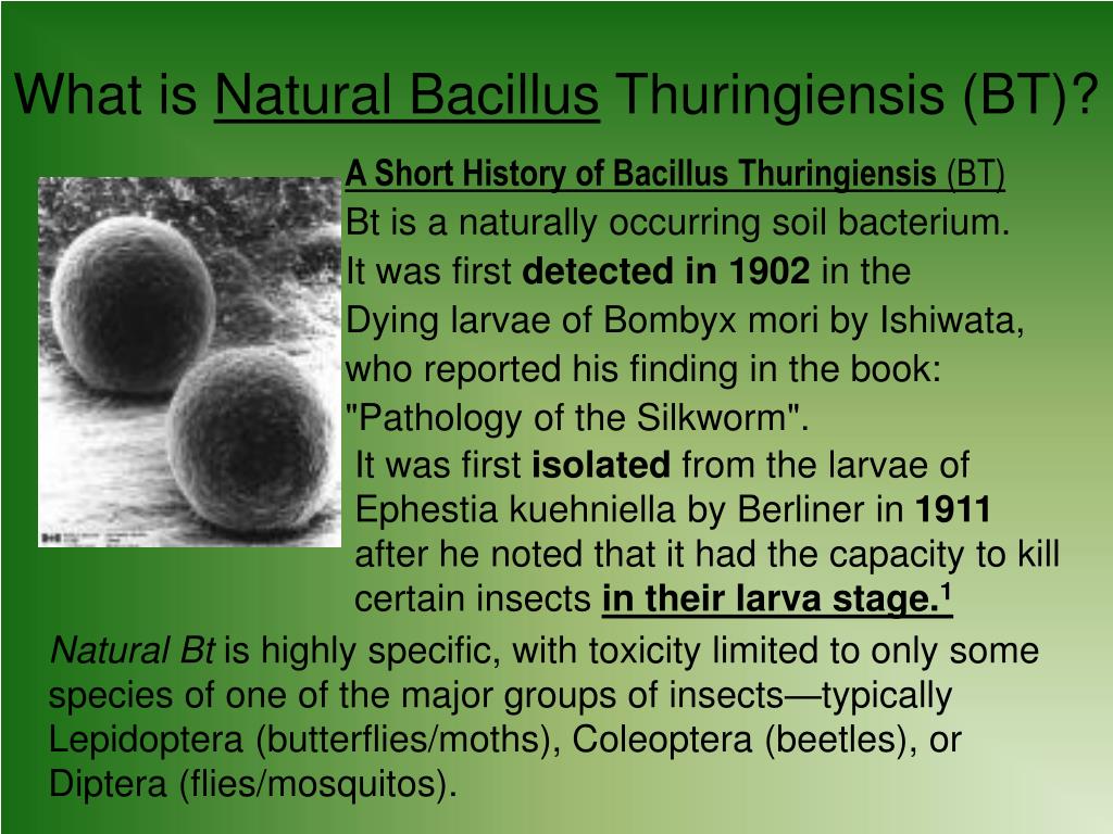 PPT - Bacteria, Biofilm, and Bio-pesticide BT ( B acillus T ...