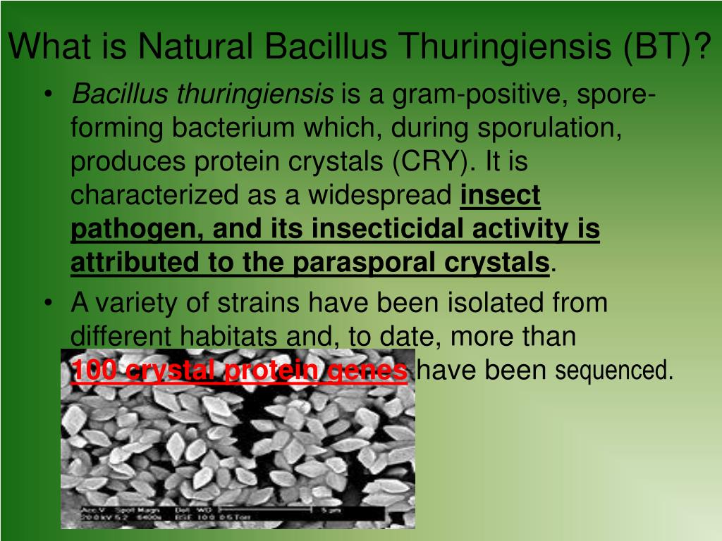 PPT - Bacteria, Biofilm, and Bio-pesticide BT ( B acillus T ...