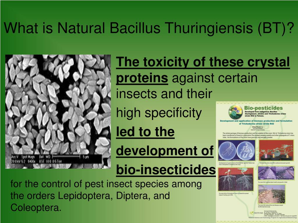 PPT - Bacteria, Biofilm, and Bio-pesticide BT ( B acillus T ...