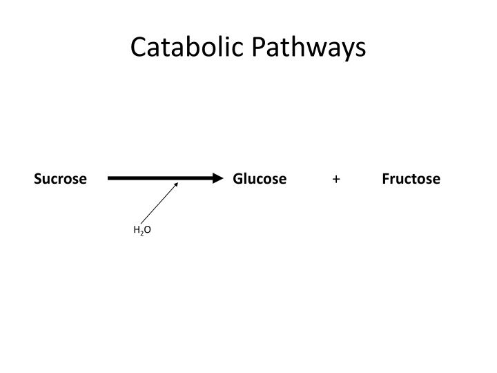 PPT - Types of Metabolic Pathways PowerPoint Presentation - ID:2975995