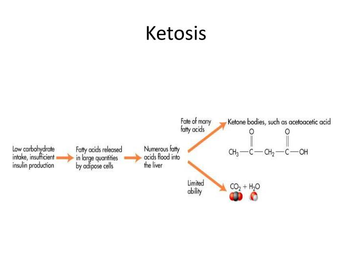 PPT - Types of Metabolic Pathways PowerPoint Presentation - ID:2975995