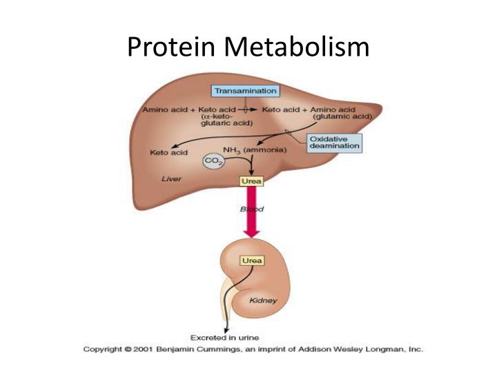 PPT - Types of Metabolic Pathways PowerPoint Presentation - ID:2975995