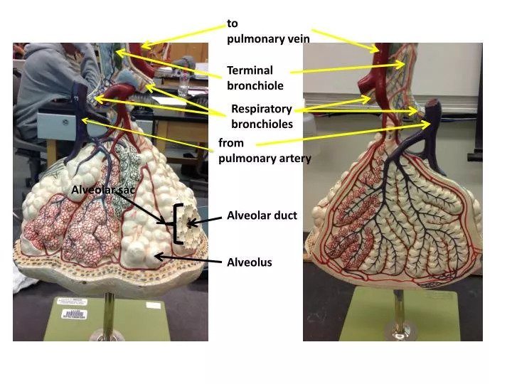 PPT - Terminal bronchiole PowerPoint Presentation, free download - ID ...
