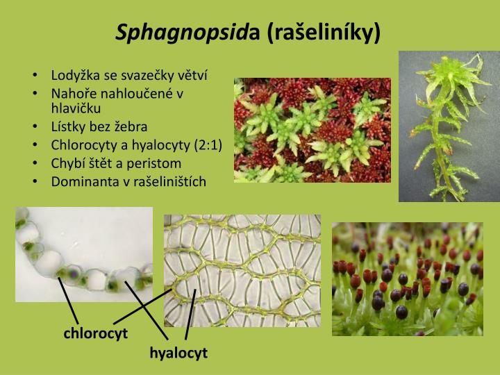 PPT - Bryophyta PowerPoint Presentation - ID:2976465