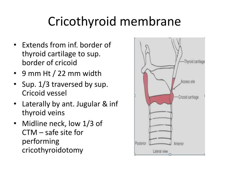 PPT - Applied Anatomy of Airway PowerPoint Presentation - ID:2976616
