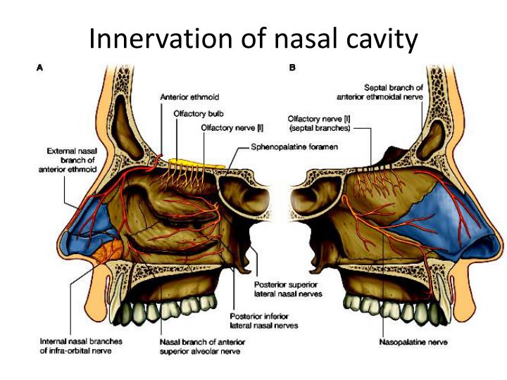 Ppt Applied Anatomy Of Airway Powerpoint Presentation Id 2976616