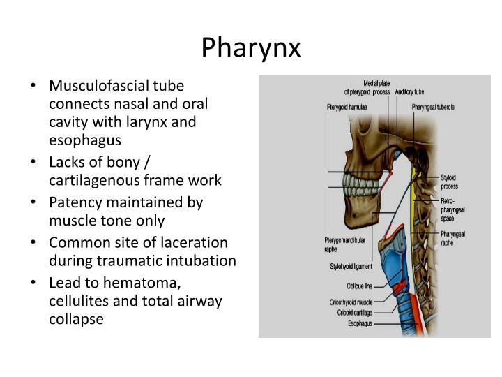 PPT - Applied Anatomy of Airway PowerPoint Presentation - ID:2976616