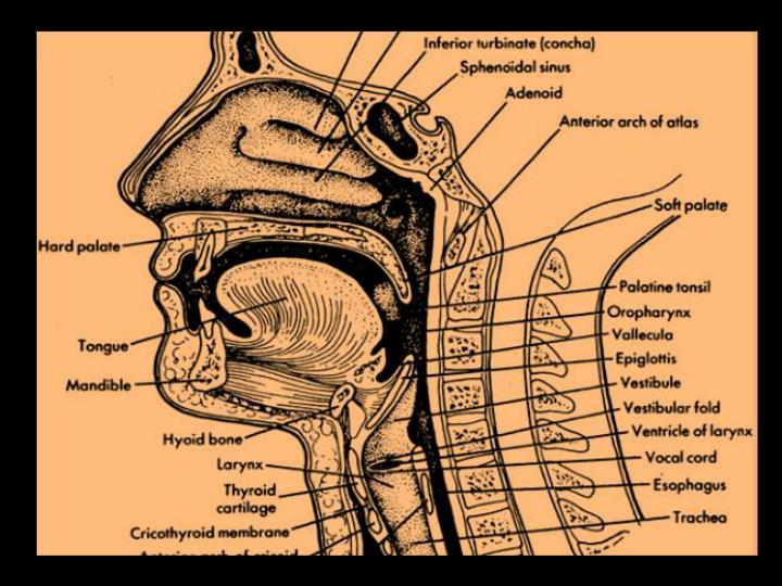 PPT - Applied Anatomy of Airway PowerPoint Presentation - ID:2976616