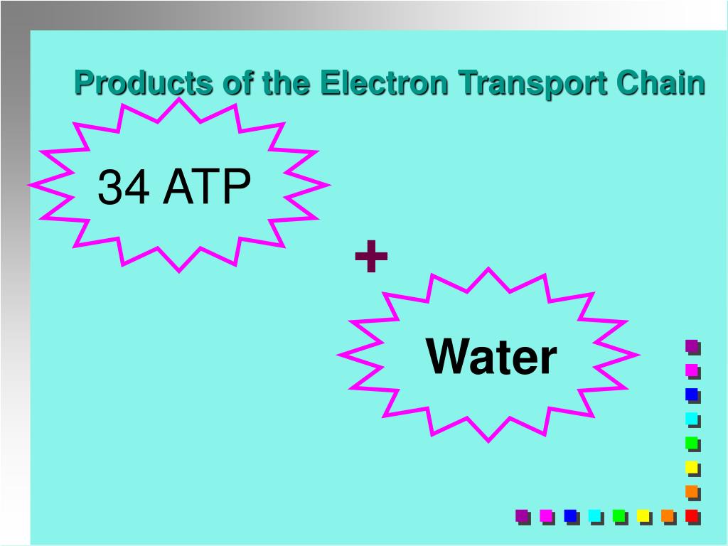 PPT - Cellular Respiration Harvesting Chemical Energy PowerPoint ...