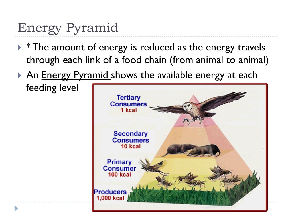 PPT - Food Webs & Energy Transfers by: R.Morales PowerPoint ...