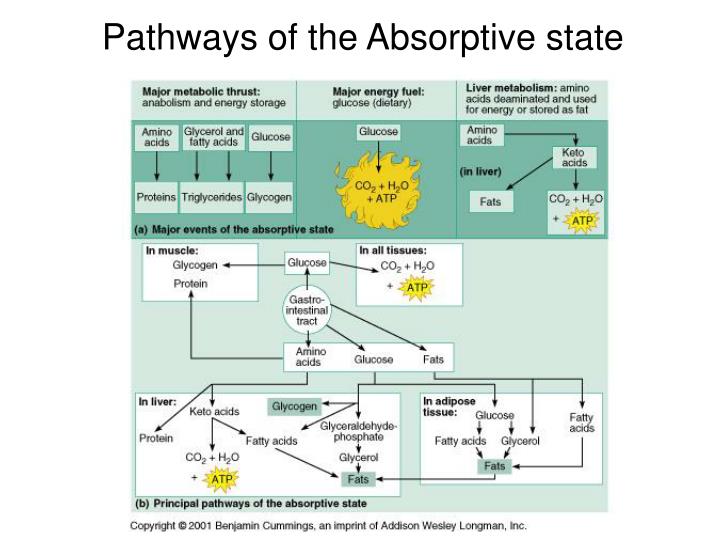 PPT - Metabolism PowerPoint Presentation - ID:2976667