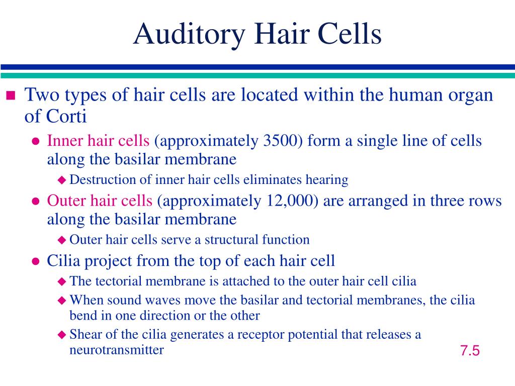 PPT - 7: Audition, the Body Senses, and the Chemical Senses PowerPoint ...