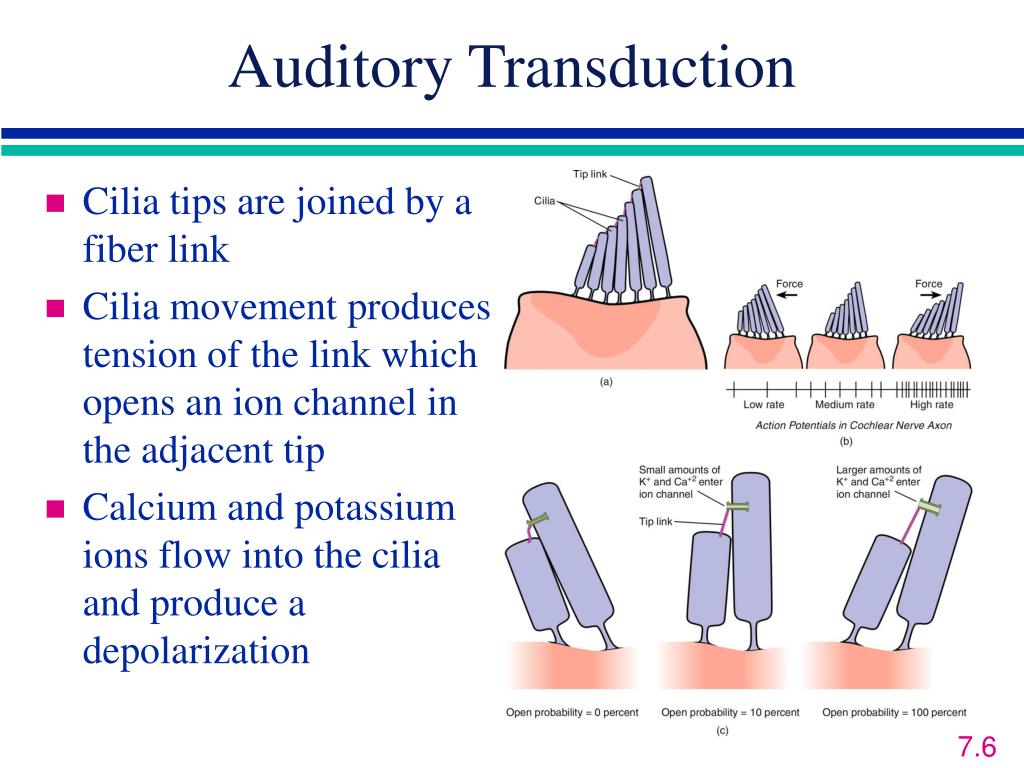 PPT - 7: Audition, the Body Senses, and the Chemical Senses PowerPoint ...