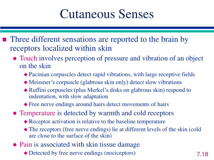 PPT - 7: Audition, the Body Senses, and the Chemical Senses PowerPoint ...