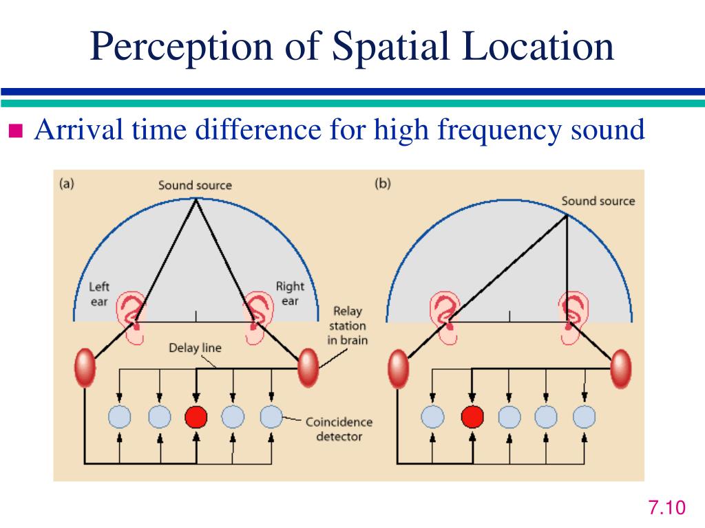 PPT - 7: Audition, the Body Senses, and the Chemical Senses PowerPoint ...