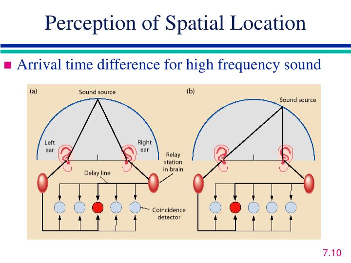 PPT - 7: Audition, the Body Senses, and the Chemical Senses PowerPoint ...