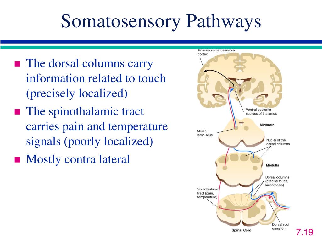 PPT - 7: Audition, the Body Senses, and the Chemical Senses PowerPoint ...