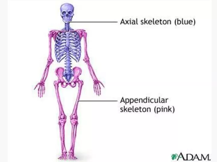PPT - Helpful Tips for Learning Bones PowerPoint Presentation, free ...