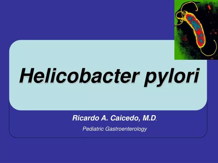 PPT - Helicobacter pylori PowerPoint Presentation, free download - ID ...