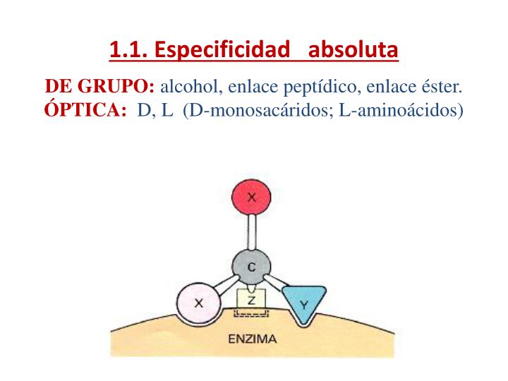 PPT - Unidad 2 Tema1. Enzimas Tema2. Coenzimas Profesora Miledys A ...