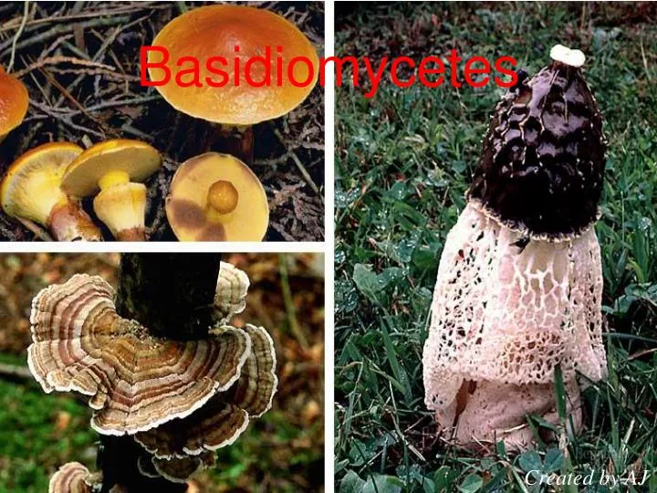 Ppt Basidiomycetes Powerpoint Presentation Id 2977841