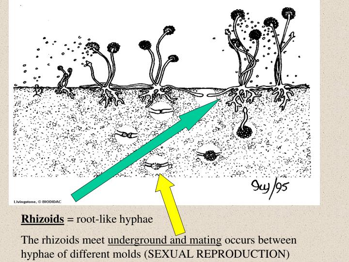 PPT - Kingdom Fungi PowerPoint Presentation - ID:2977842
