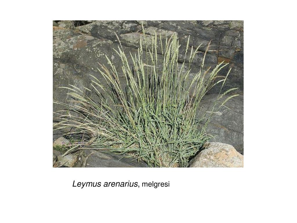 PPT - Icelandic medieval monastic sites: Icelandic plant-names and ...