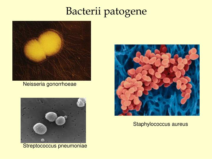 PPT - REGNURILE LUMII VII PowerPoint Presentation - ID:2977934