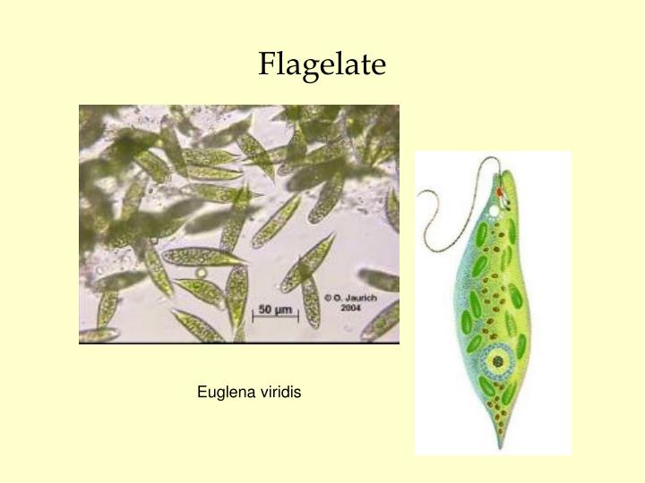 PPT - REGNURILE LUMII VII PowerPoint Presentation - ID:2977934