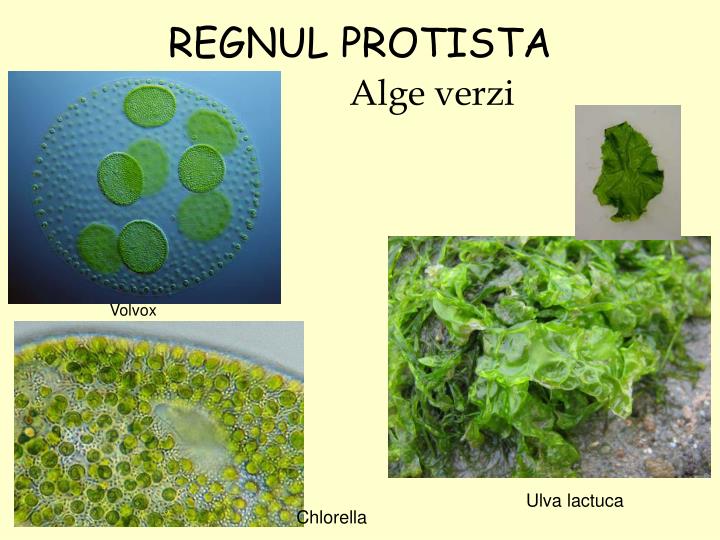 PPT - REGNURILE LUMII VII PowerPoint Presentation - ID:2977934