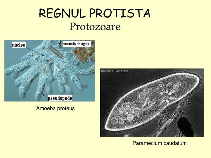PPT - REGNURILE LUMII VII PowerPoint Presentation - ID:2977934