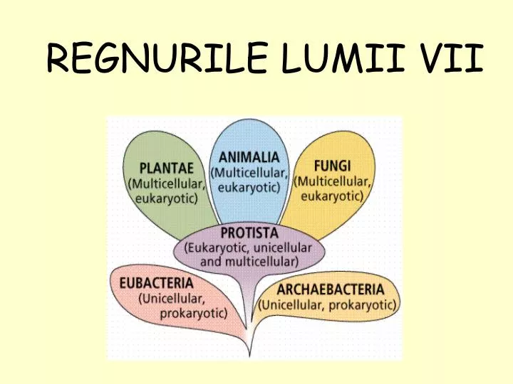 PPT - REGNURILE LUMII VII PowerPoint Presentation - ID:2977934
