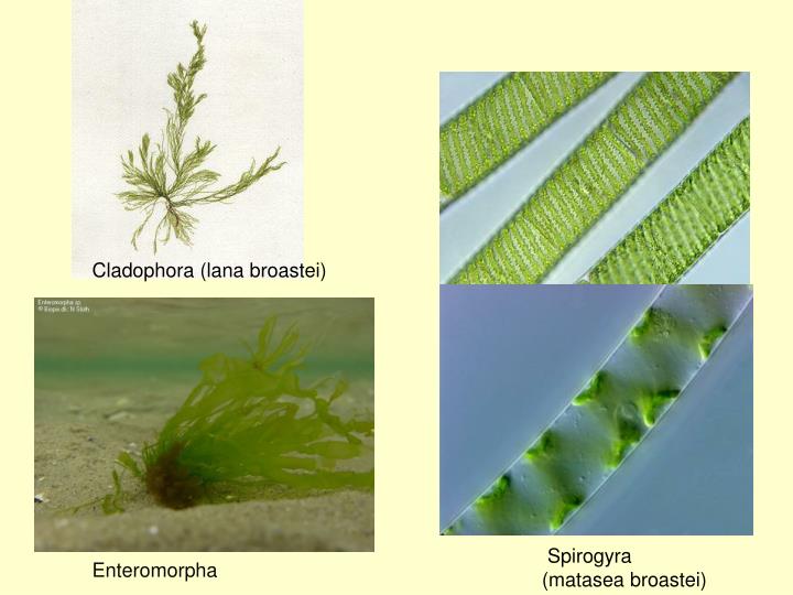 PPT - REGNURILE LUMII VII PowerPoint Presentation - ID:2977934