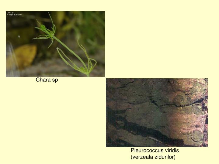 PPT - REGNURILE LUMII VII PowerPoint Presentation - ID:2977934