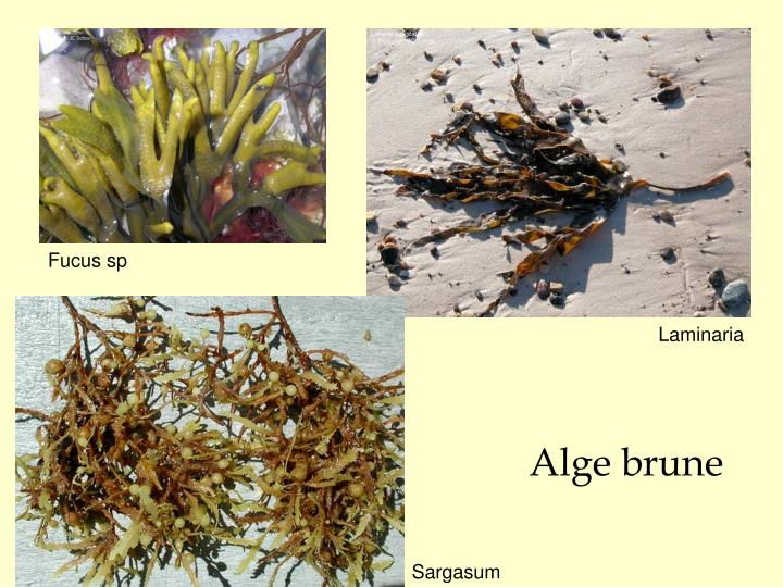 PPT - REGNURILE LUMII VII PowerPoint Presentation - ID:2977934