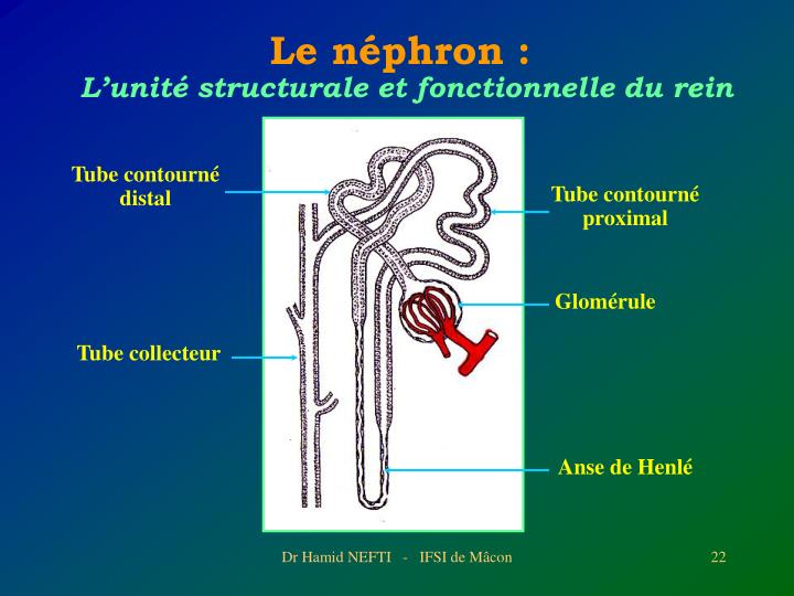 PPT - Dr Hamid NEFTI Service de Néphrologie et Dialyse - Centre ...