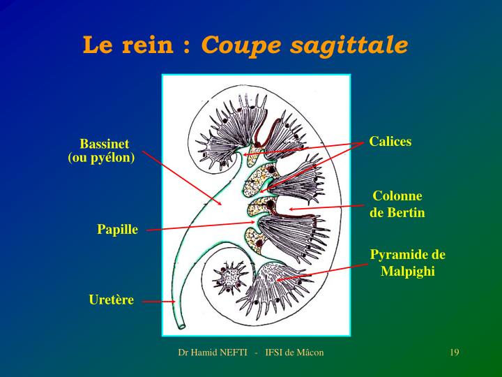 PPT - Dr Hamid NEFTI Service de Néphrologie et Dialyse - Centre ...