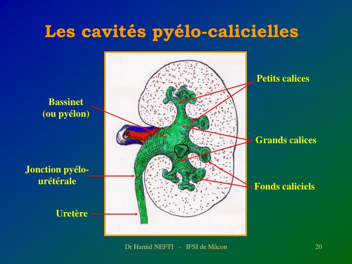 PPT - Dr Hamid NEFTI Service de Néphrologie et Dialyse - Centre ...