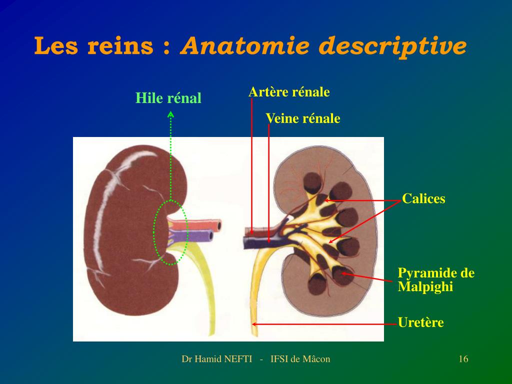 PPT - Dr Hamid NEFTI Service de Néphrologie et Dialyse - Centre ...