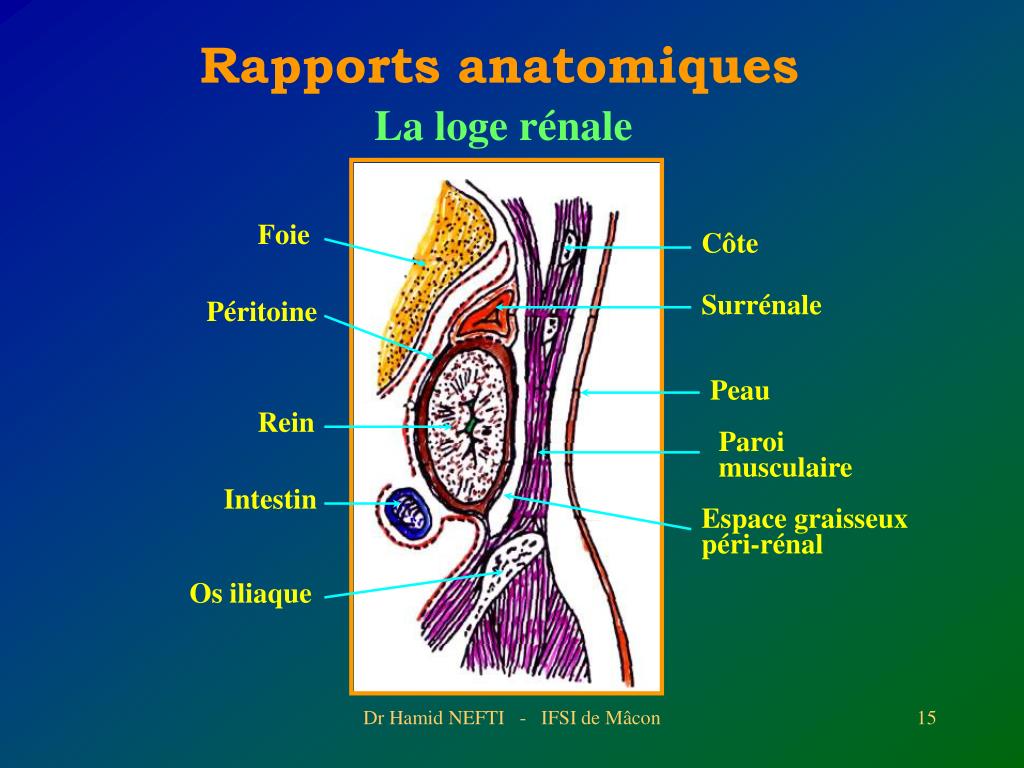 PPT - Dr Hamid NEFTI Service de Néphrologie et Dialyse - Centre ...
